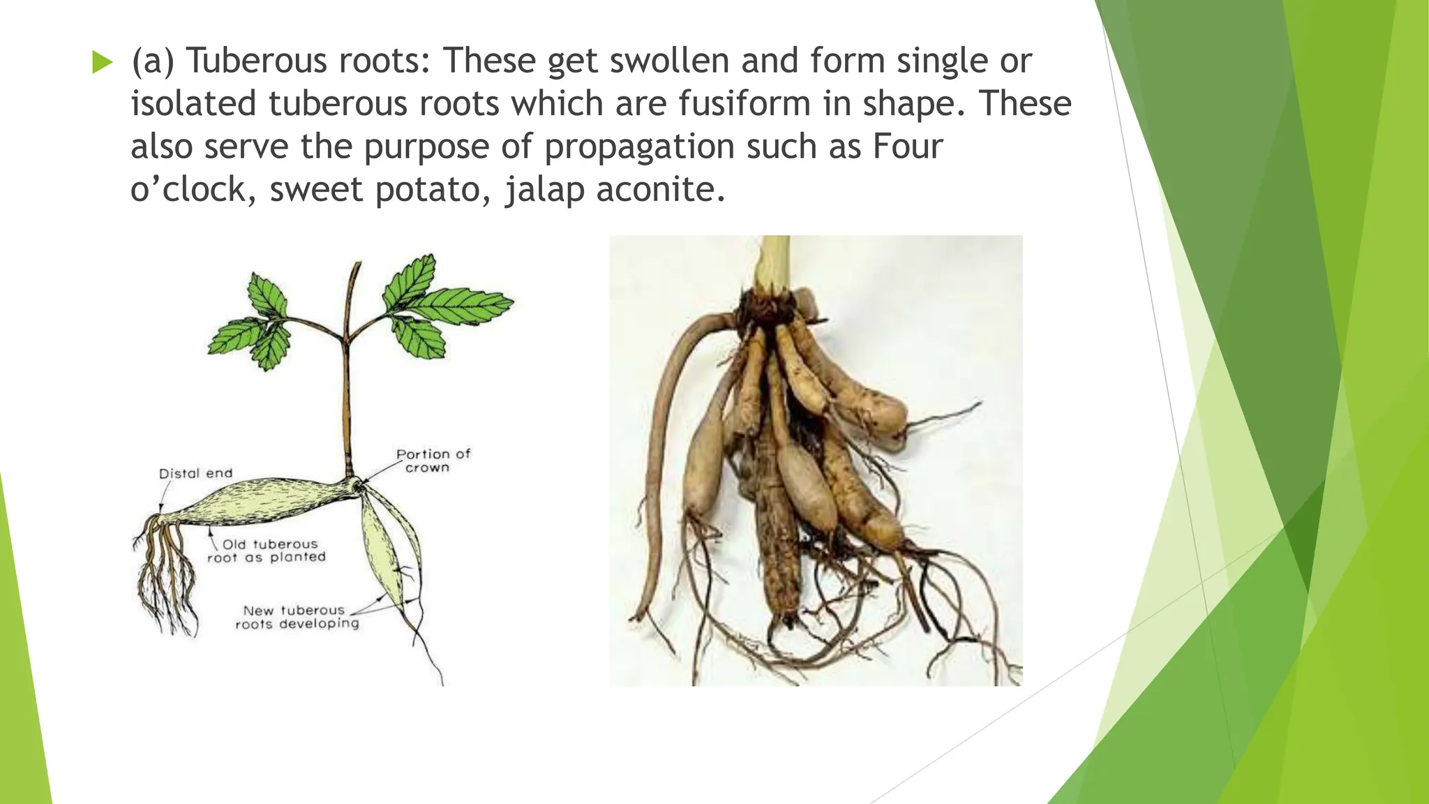 ROOTS - Basics, Function, Various Parts - Maturation, Root-Hairs ...
