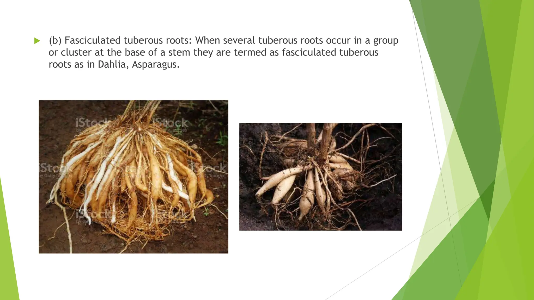 ROOTS - Basics, Function, Various Parts - Maturation, Root-Hairs ...
