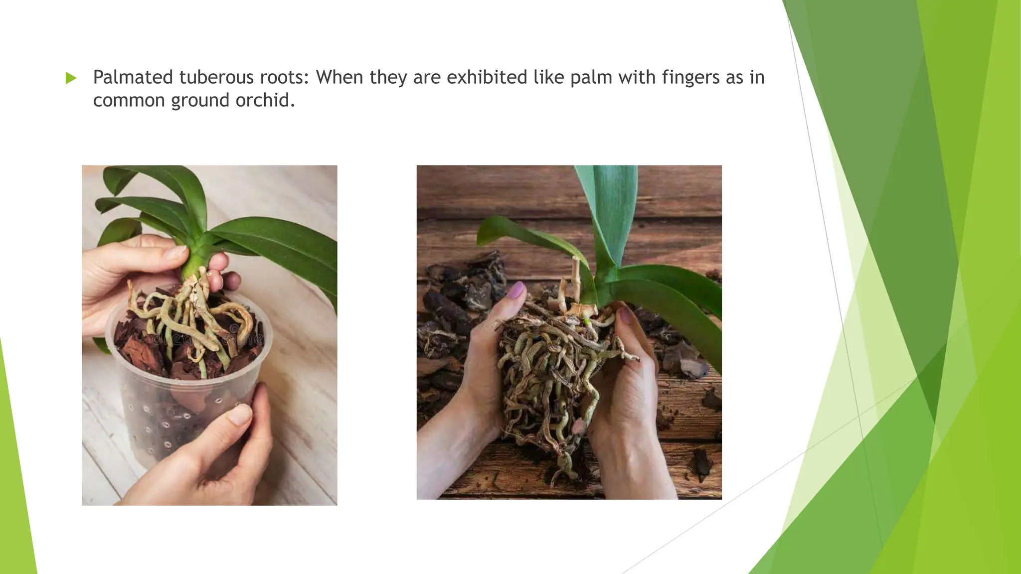 ROOTS - Basics, Function, Various Parts - Maturation, Root-Hairs ...