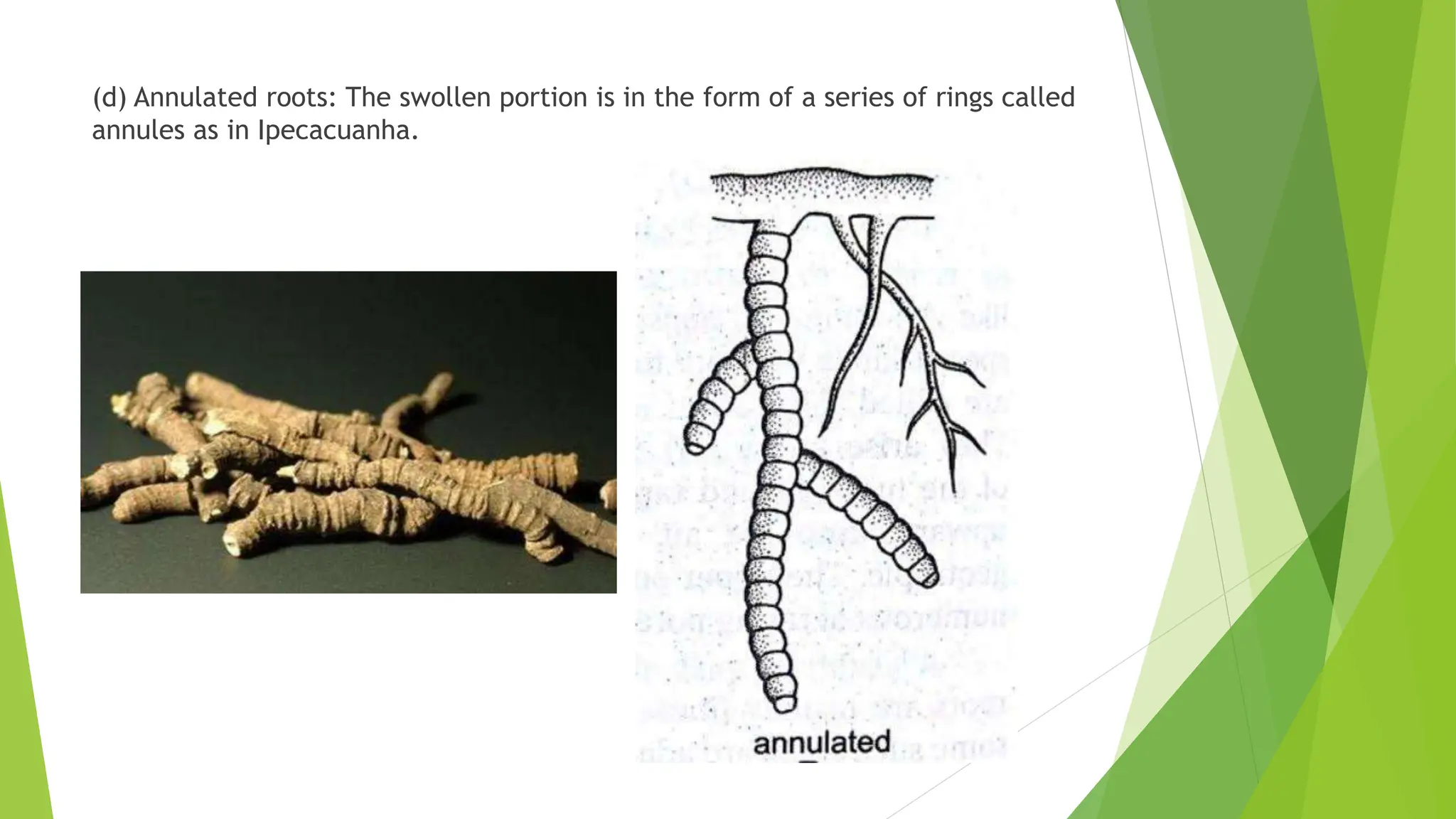 ROOTS - Basics, Function, Various Parts - Maturation, Root-Hairs ...