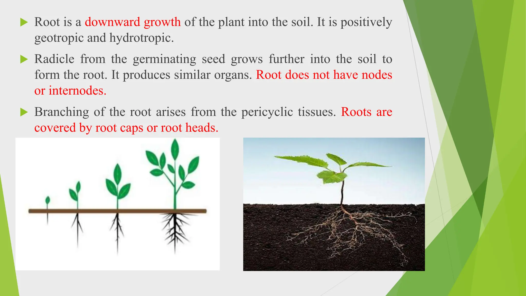 ROOTS - Basics, Function, Various Parts - Maturation, Root-Hairs ...