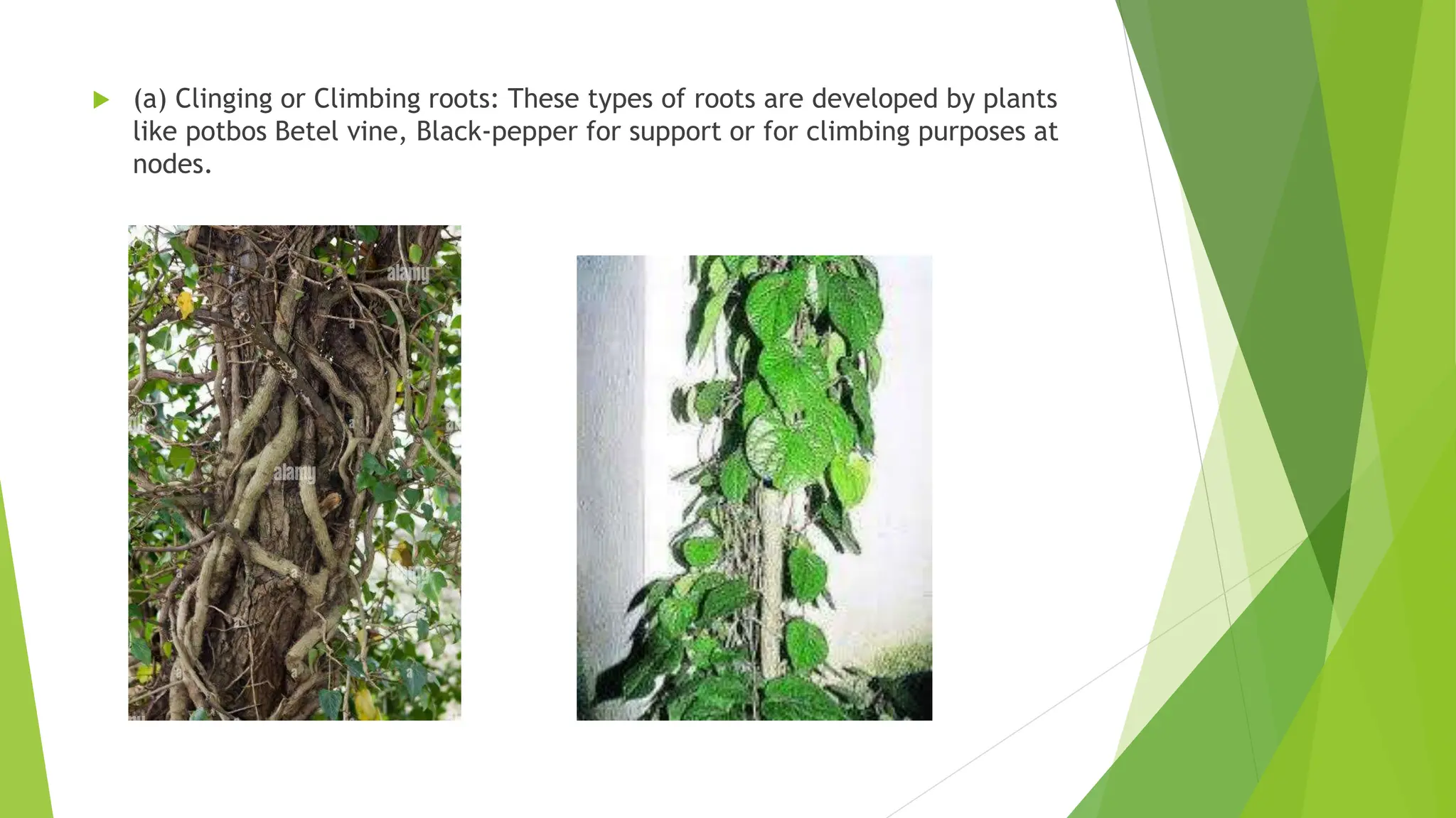 ROOTS - Basics, Function, Various Parts - Maturation, Root-Hairs ...