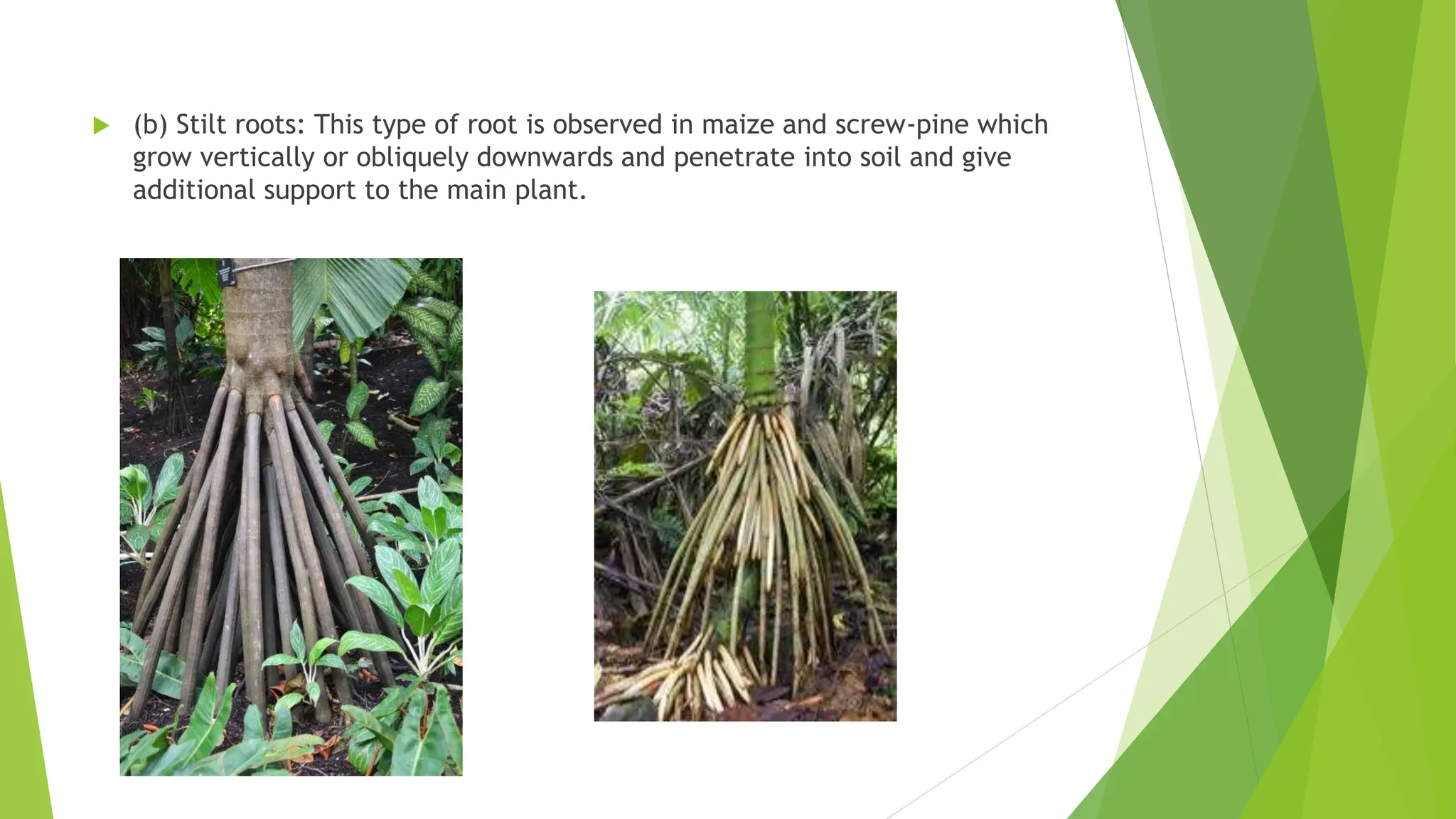 ROOTS - Basics, Function, Various Parts - Maturation, Root-Hairs ...