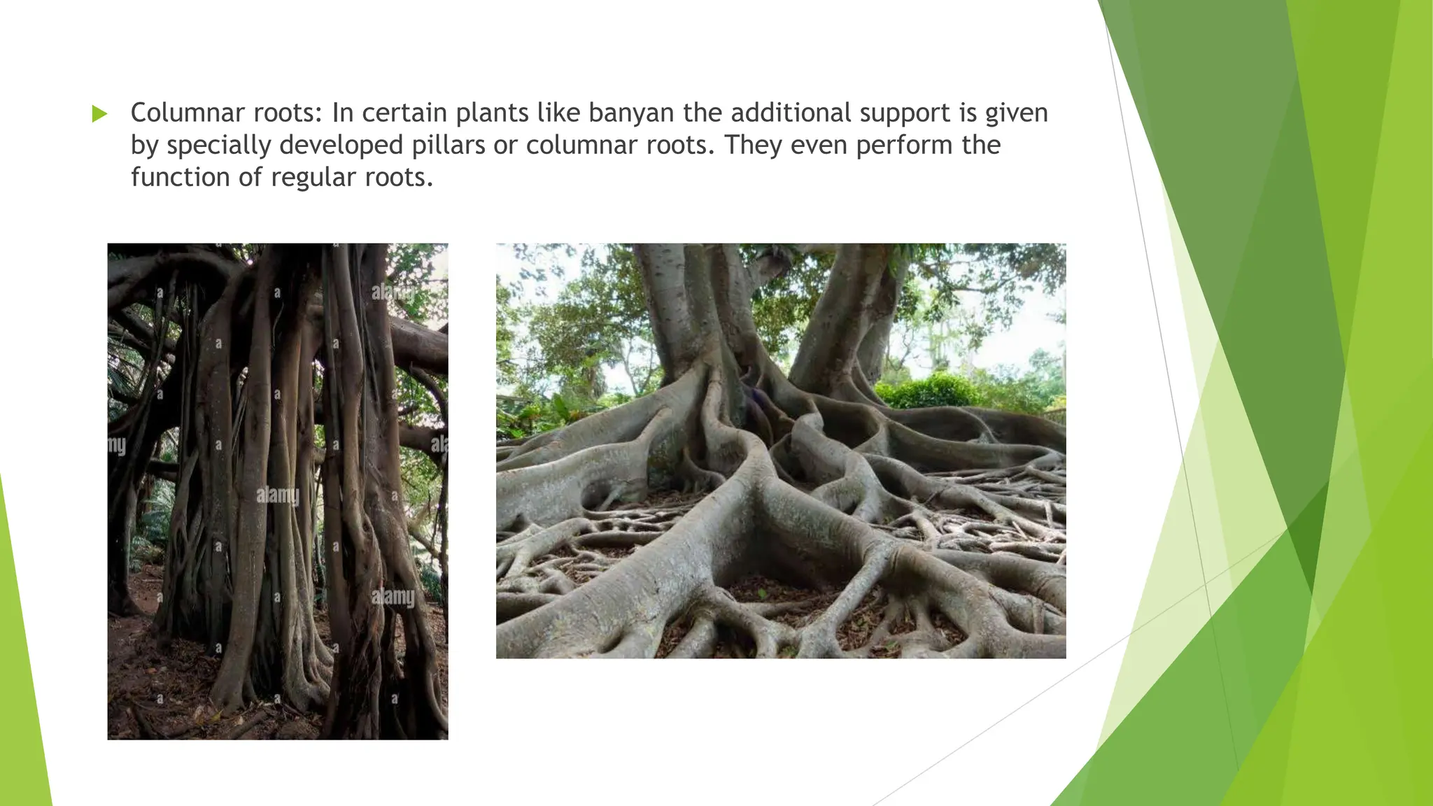 ROOTS - Basics, Function, Various Parts - Maturation, Root-Hairs ...