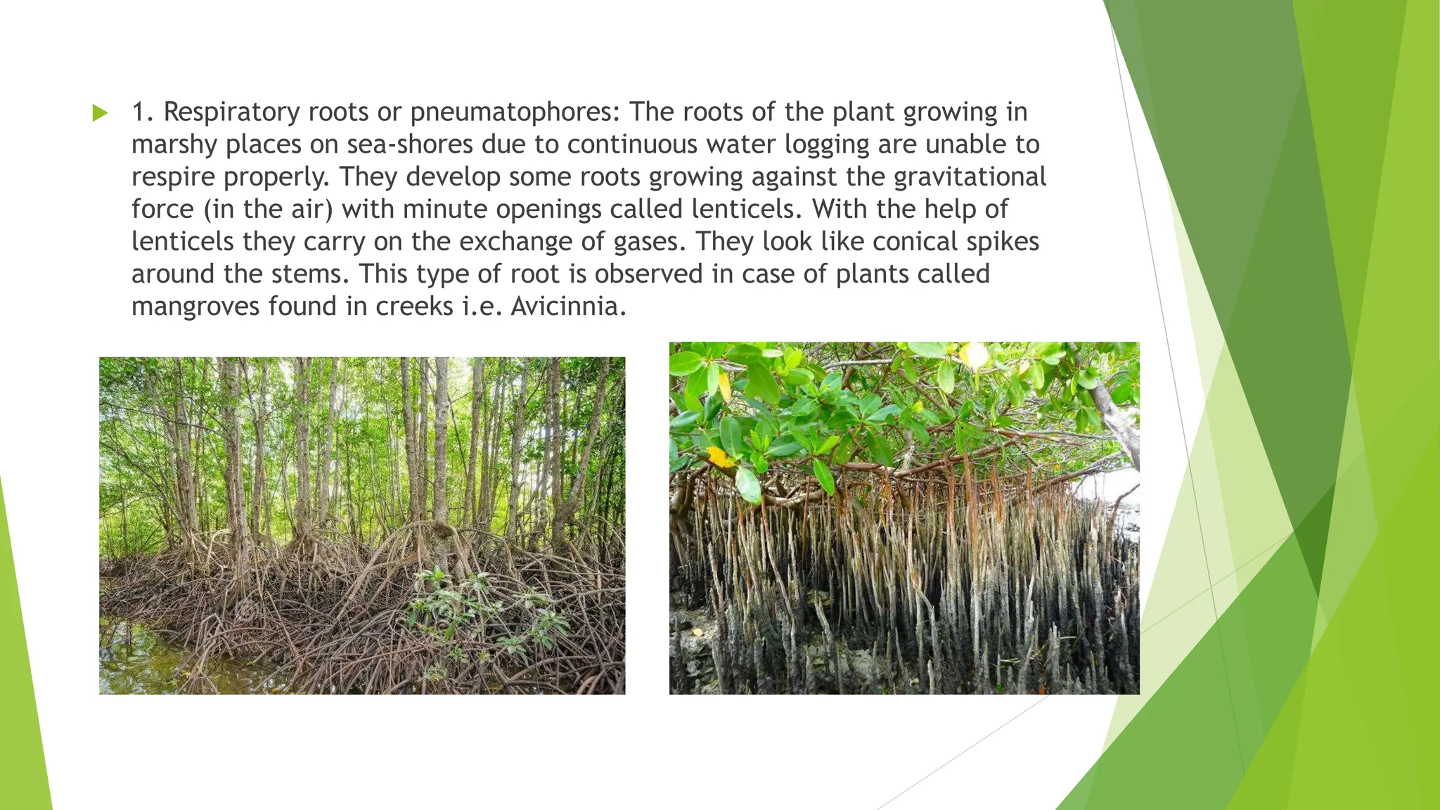 ROOTS - Basics, Function, Various Parts - Maturation, Root-Hairs ...
