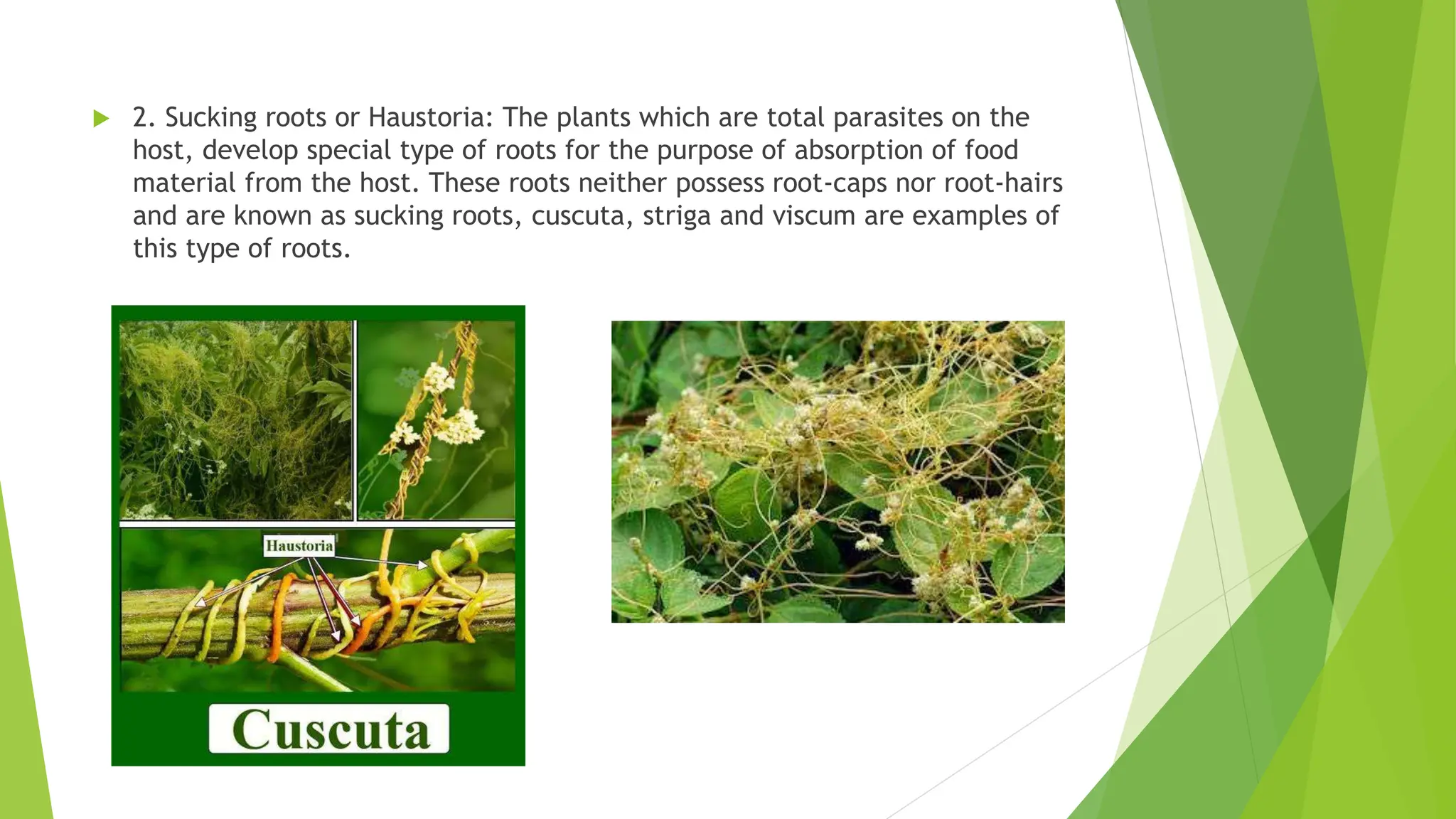 ROOTS - Basics, Function, Various Parts - Maturation, Root-Hairs ...