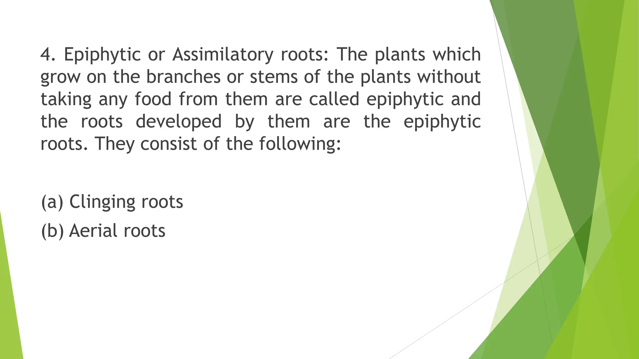 ROOTS - Basics, Function, Various Parts - Maturation, Root-Hairs ...