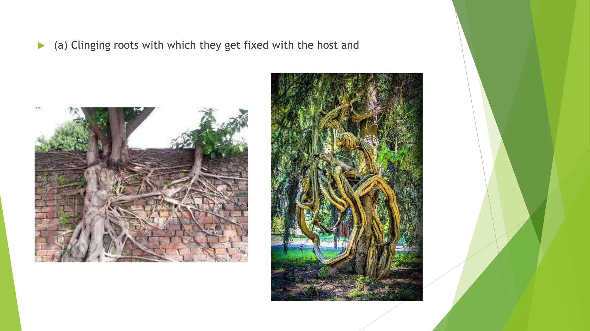 ROOTS - Basics, Function, Various Parts - Maturation, Root-Hairs ...