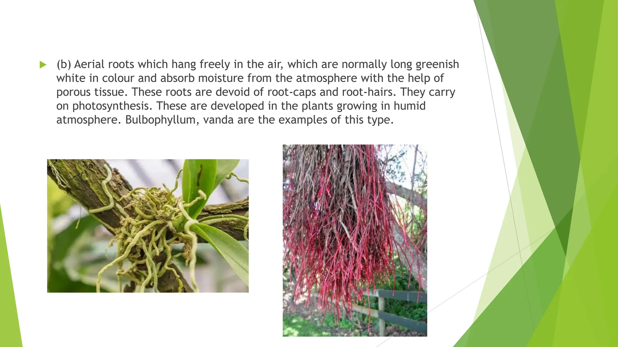 ROOTS - Basics, Function, Various Parts - Maturation, Root-Hairs ...