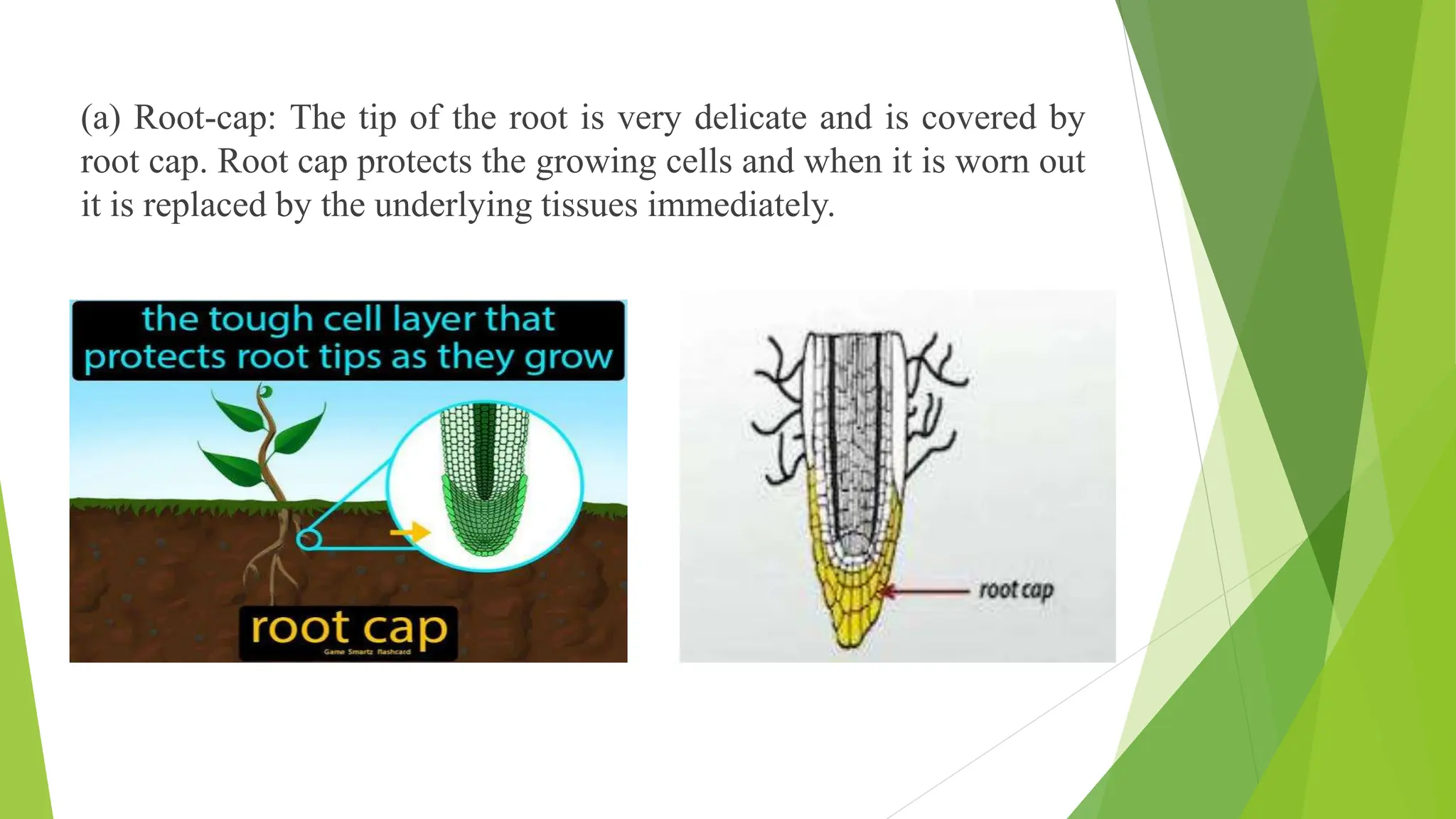 ROOTS - Basics, Function, Various Parts - Maturation, Root-Hairs, Elongation, Cell-Division ...