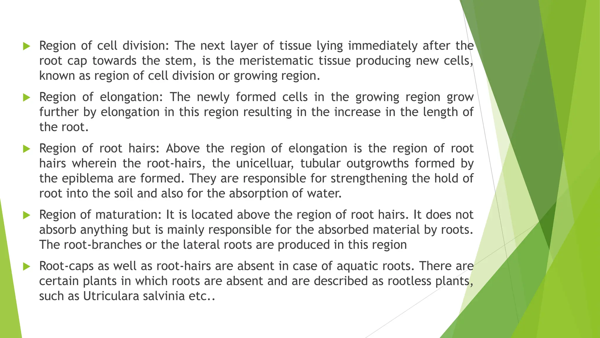 ROOTS - Basics, Function, Various Parts - Maturation, Root-Hairs ...