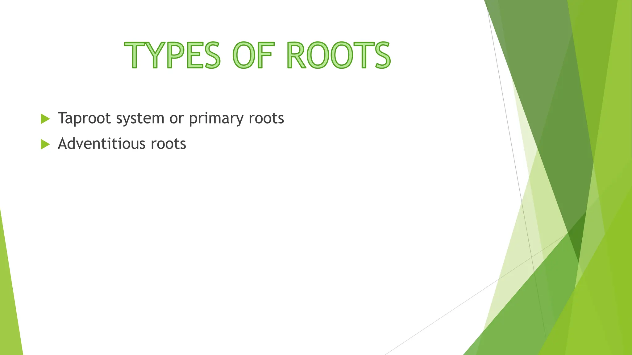 ROOTS - Basics, Function, Various Parts - Maturation, Root-Hairs ...
