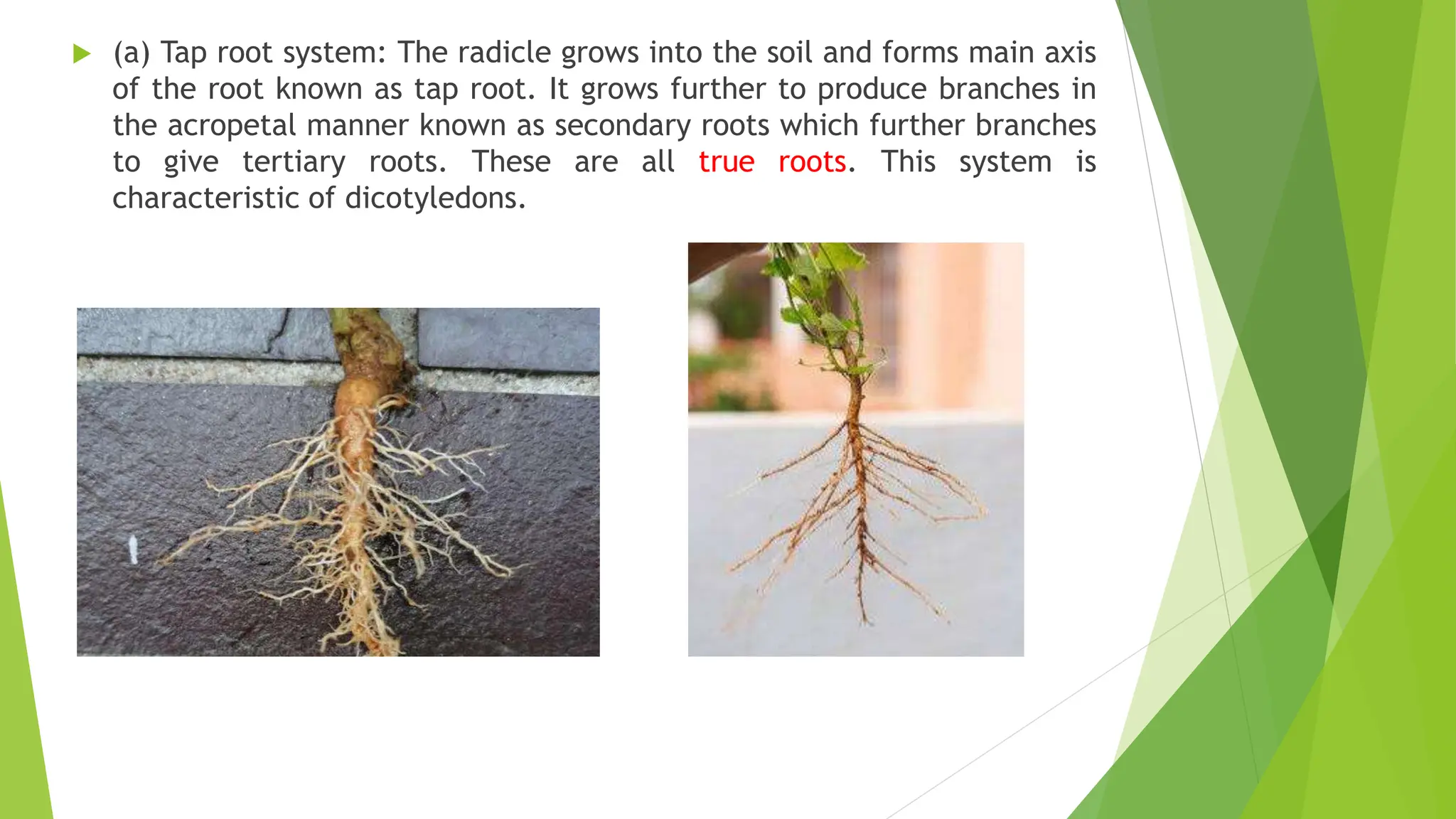 ROOTS - Basics, Function, Various Parts - Maturation, Root-Hairs ...