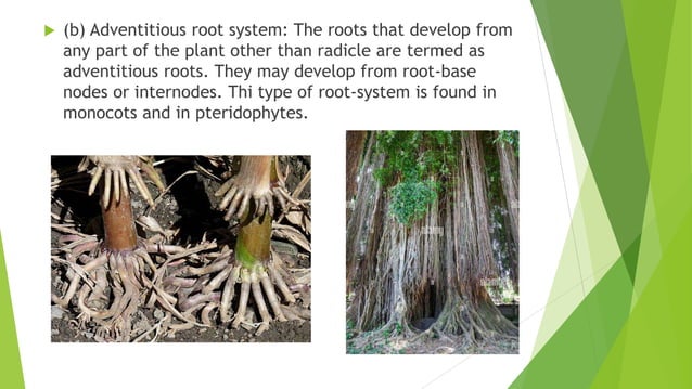 ROOTS - Basics, Function, Various Parts - Maturation, Root-Hairs, Elongation, Cell-Division ...