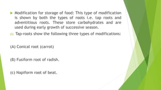 ROOTS - Basics, Function, Various Parts - Maturation, Root-Hairs ...