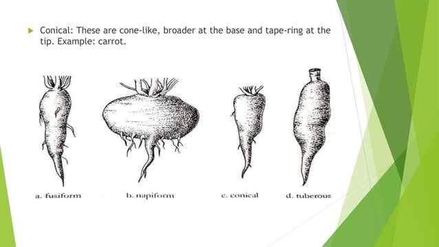 ROOTS - Basics, Function, Various Parts - Maturation, Root-Hairs ...
