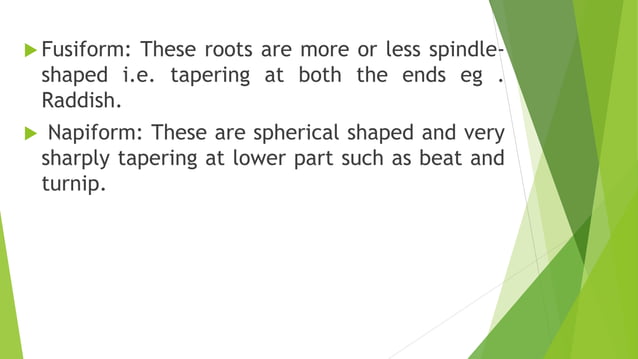 ROOTS - Basics, Function, Various Parts - Maturation, Root-Hairs ...