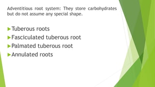 ROOTS - Basics, Function, Various Parts - Maturation, Root-Hairs ...