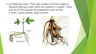 ROOTS - Basics, Function, Various Parts - Maturation, Root-Hairs ...