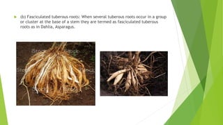 ROOTS - Basics, Function, Various Parts - Maturation, Root-Hairs ...
