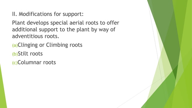 ROOTS - Basics, Function, Various Parts - Maturation, Root-Hairs ...