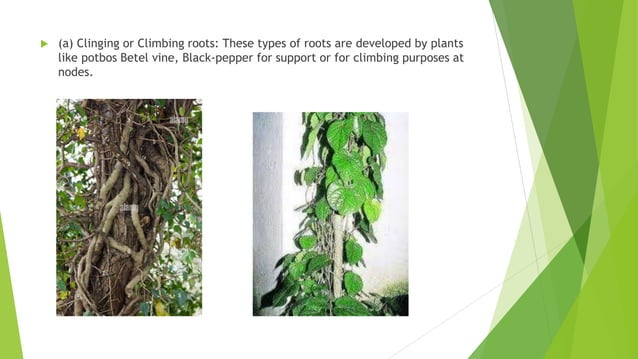 ROOTS - Basics, Function, Various Parts - Maturation, Root-Hairs ...