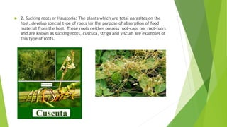 ROOTS - Basics, Function, Various Parts - Maturation, Root-Hairs ...