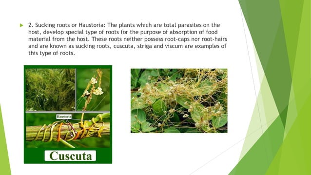 ROOTS - Basics, Function, Various Parts - Maturation, Root-Hairs ...