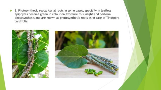 ROOTS - Basics, Function, Various Parts - Maturation, Root-Hairs ...