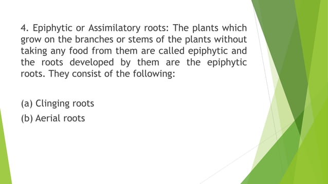 ROOTS - Basics, Function, Various Parts - Maturation, Root-Hairs ...