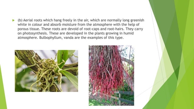 ROOTS - Basics, Function, Various Parts - Maturation, Root-Hairs, Elongation, Cell-Division ...