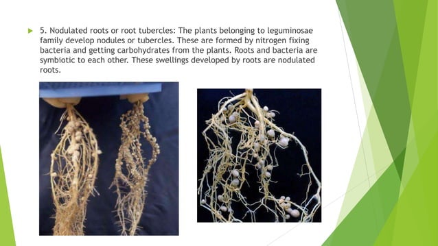 ROOTS - Basics, Function, Various Parts - Maturation, Root-Hairs ...
