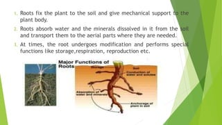 ROOTS - Basics, Function, Various Parts - Maturation, Root-Hairs ...