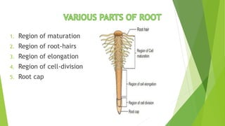 ROOTS - Basics, Function, Various Parts - Maturation, Root-Hairs ...