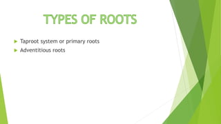 ROOTS - Basics, Function, Various Parts - Maturation, Root-Hairs, Elongation, Cell-Division ...