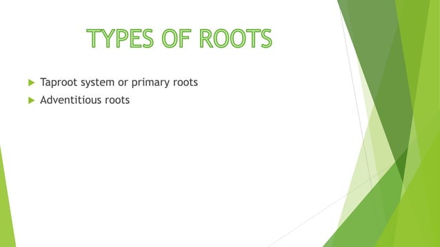 ROOTS - Basics, Function, Various Parts - Maturation, Root-Hairs ...