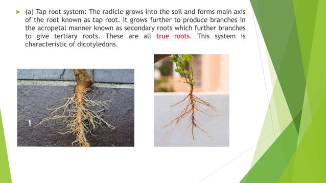 ROOTS - Basics, Function, Various Parts - Maturation, Root-Hairs, Elongation, Cell-Division ...