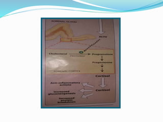 drugs used to treat hypothalamus and anterior pituitary hormones | PPTX