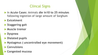 Hydrocyanic acid or Cyanogenetic Plant Poisoning.pdf
