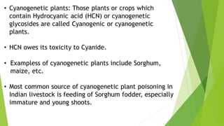 Hydrocyanic acid or Cyanogenetic Plant Poisoning.pdf