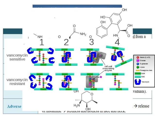 Pharmatube antibiotics-3-cephalosporins and other cell wall inhibitors ...