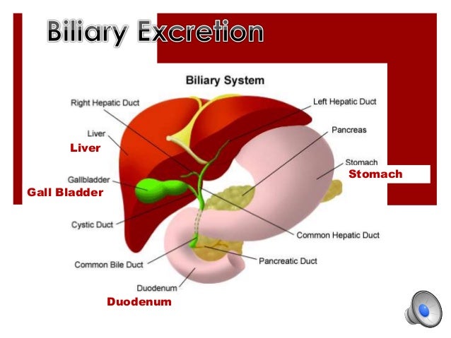 Pharm Presentation: Excretion