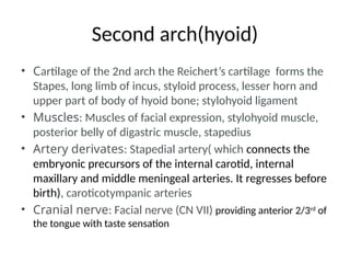 PHARNGEAL APPARATUS.pptx update material | PPTX