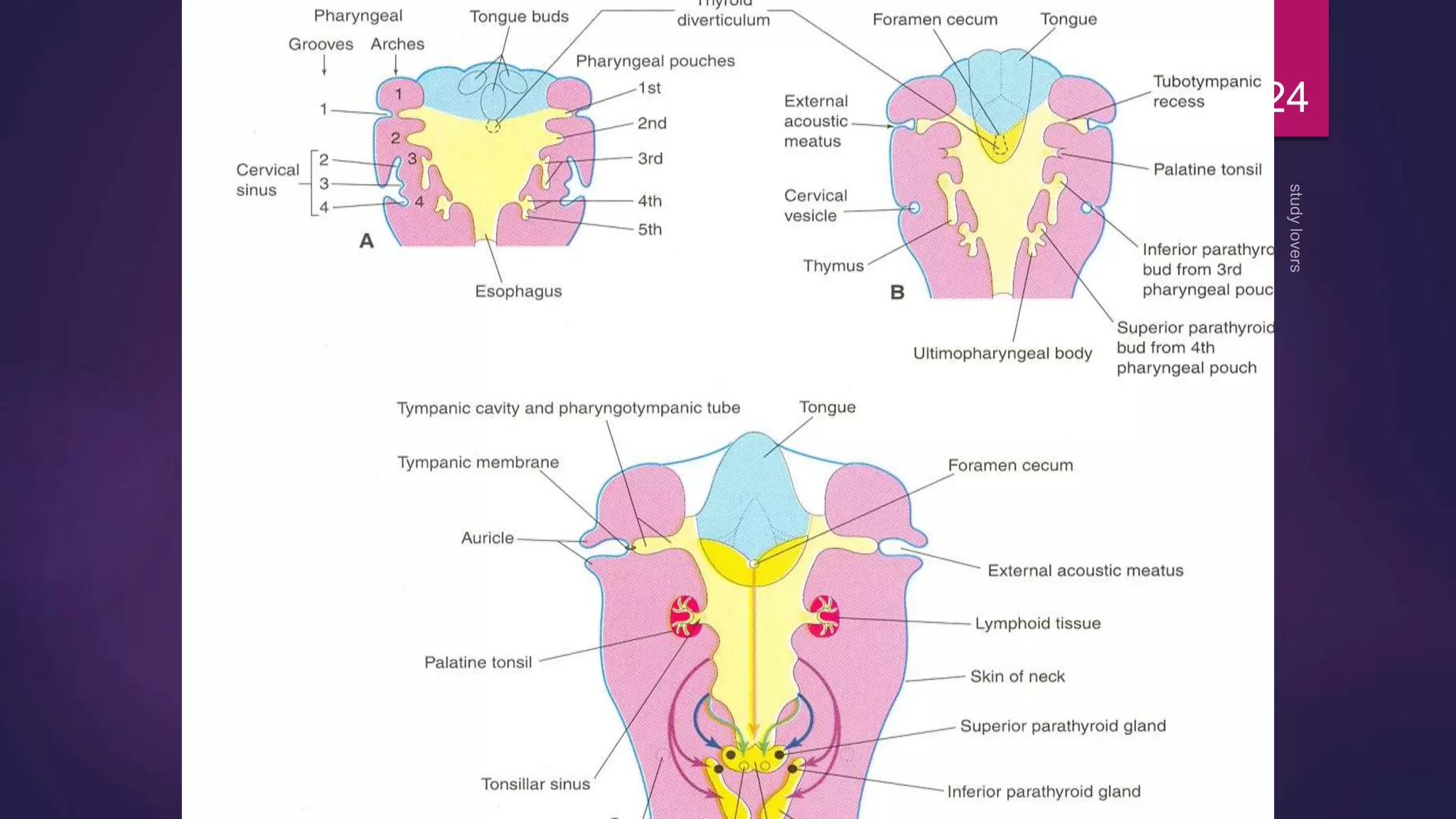 Pharyngeal arches pouches and clefts | PPTX