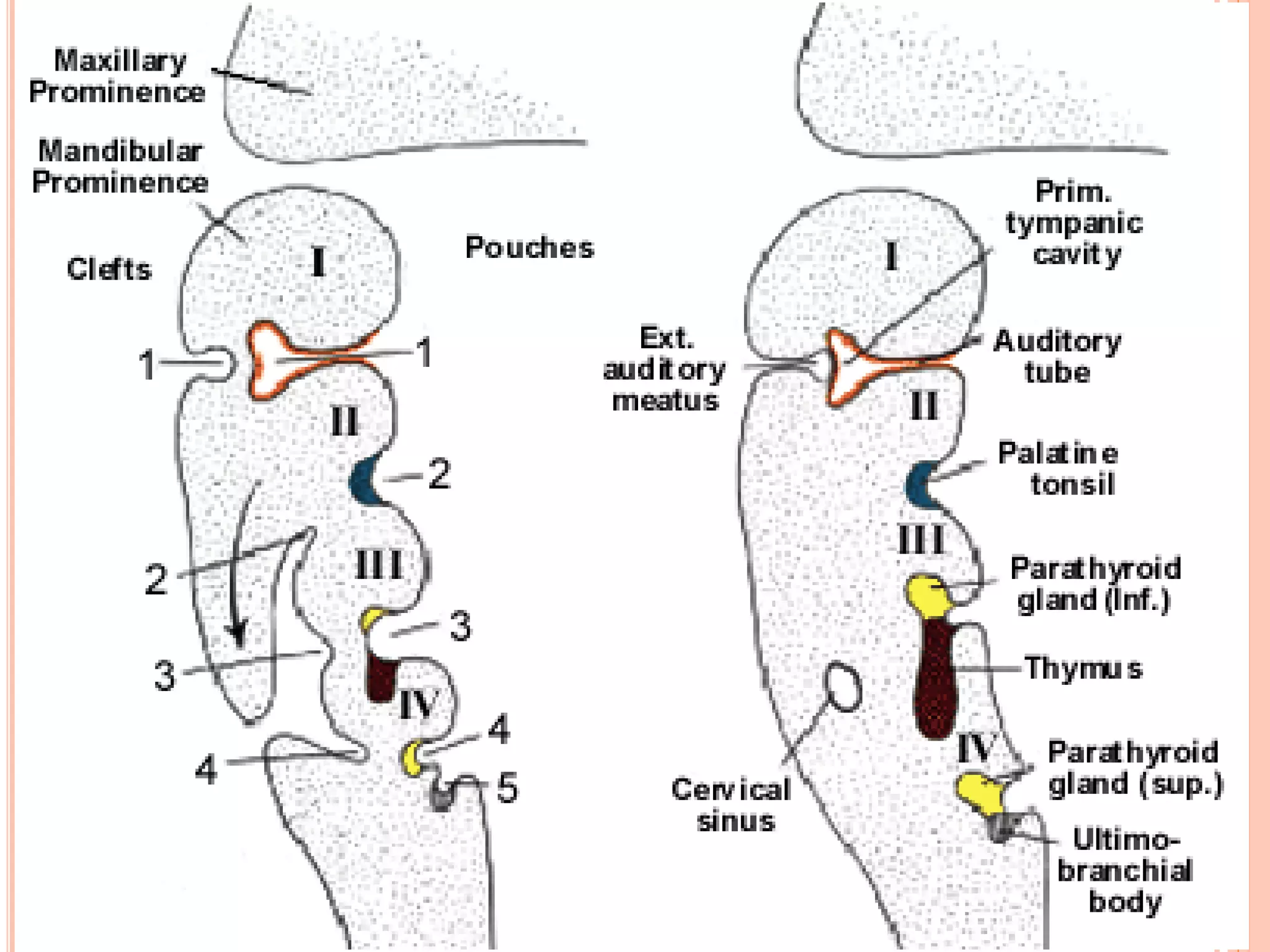 Pharyngeal apparatus | PDF