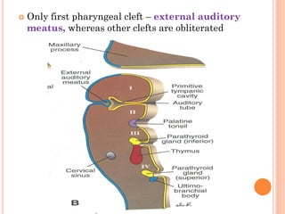 Branchial Apparatus