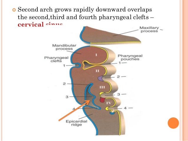 Pharyngeal apparatus