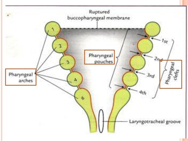Pharyngeal apparatus