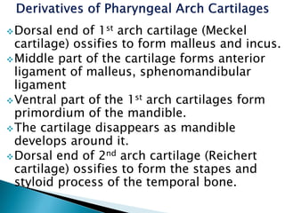 PHARYNGEAL APPARATUS and the development of the pituitary gland | PPT