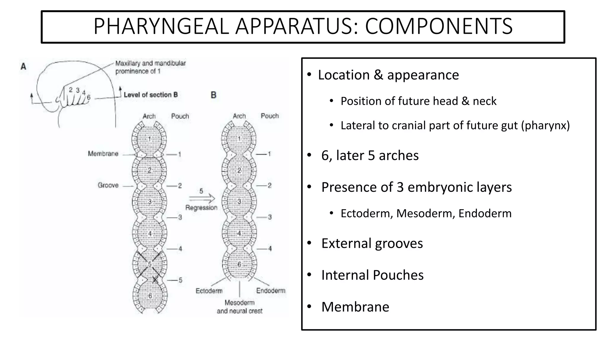 Pharyngeal Apparatus .pptx